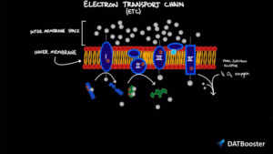 DAT Booster Review 2023 (Is This Course Worth It?)